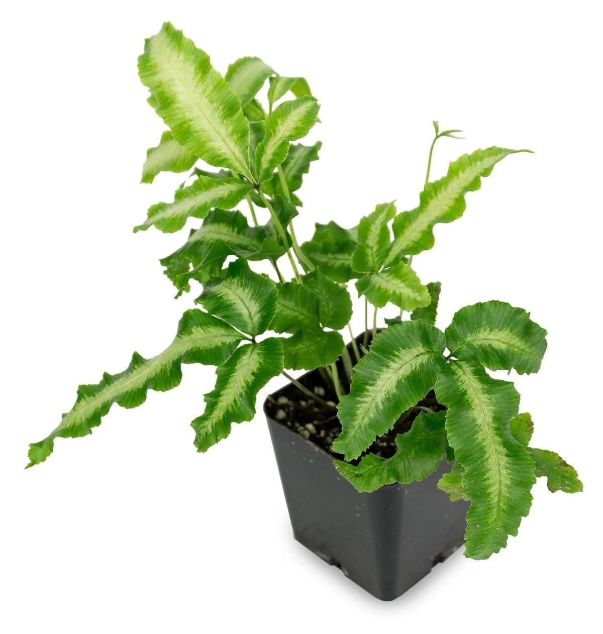Silver Ribbon Fern - Live Plant in a 4 Inch Grower's Pot - Pteris ...