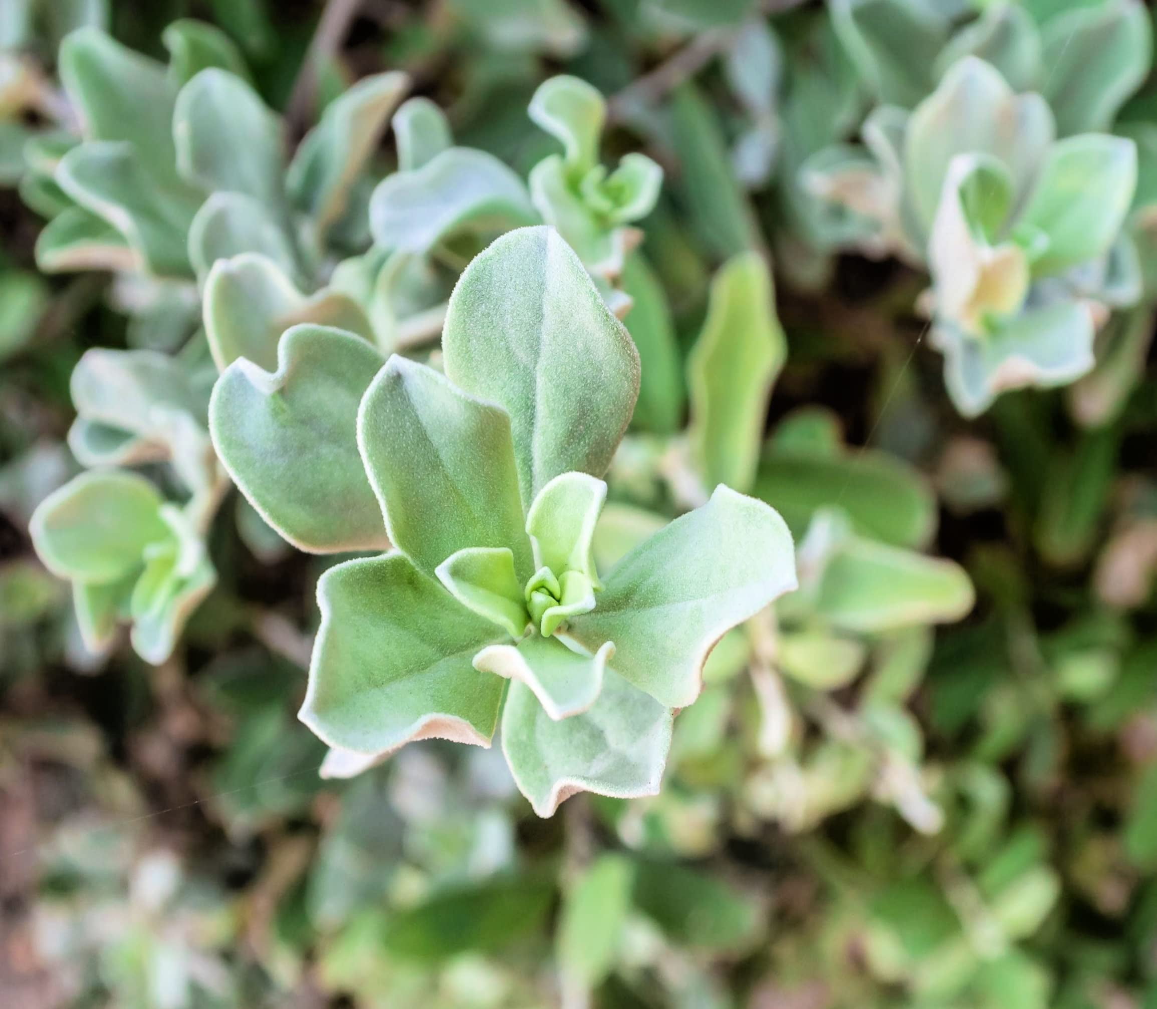 Silver Saltbush Seeds for Planting -50 Seeds - Great Lanscape Bush ...