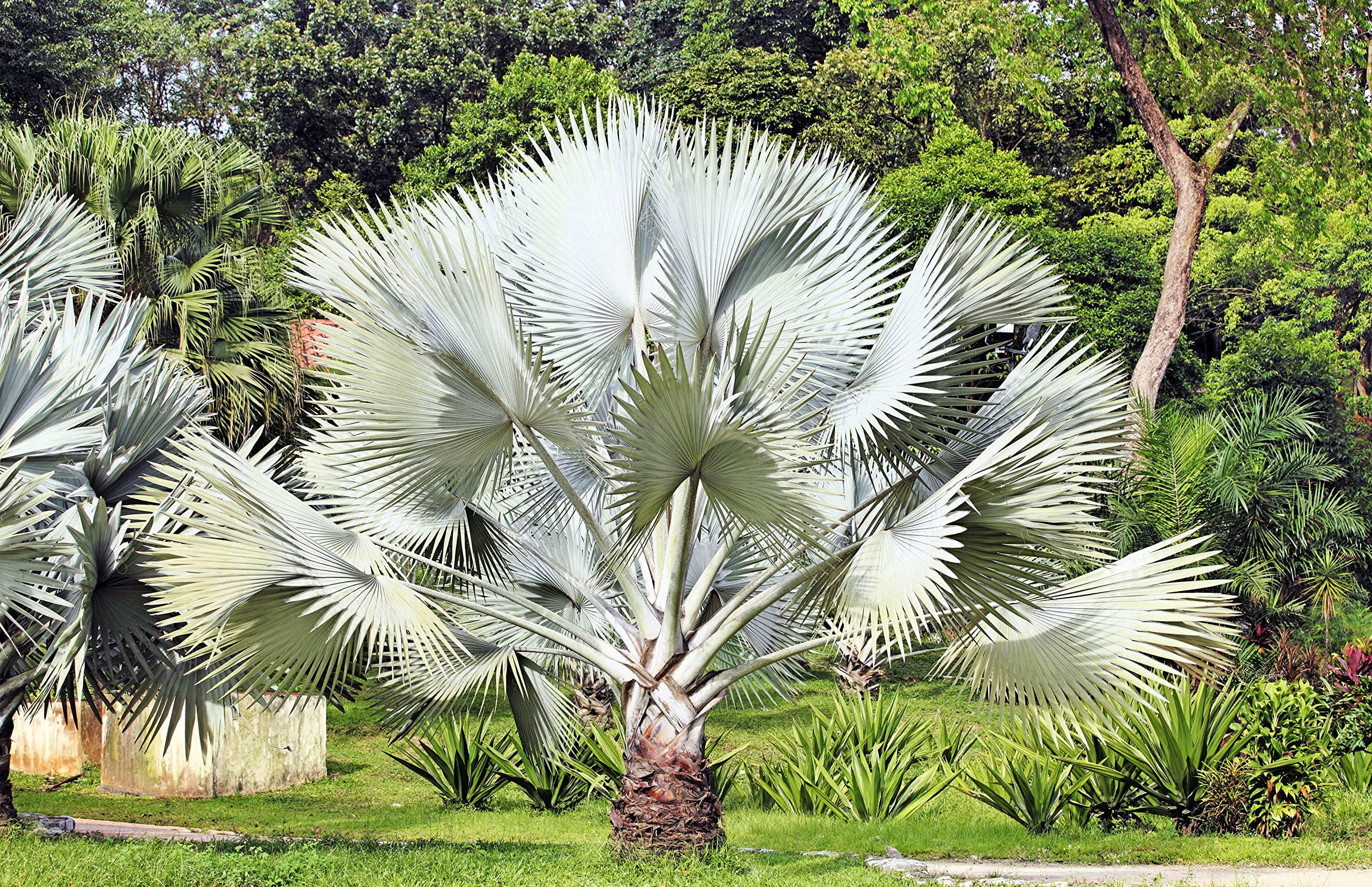 CZ Grain Silver Saw Palm Tree Seeds, 3 Seeds, Bismarckia Nobilis for ...