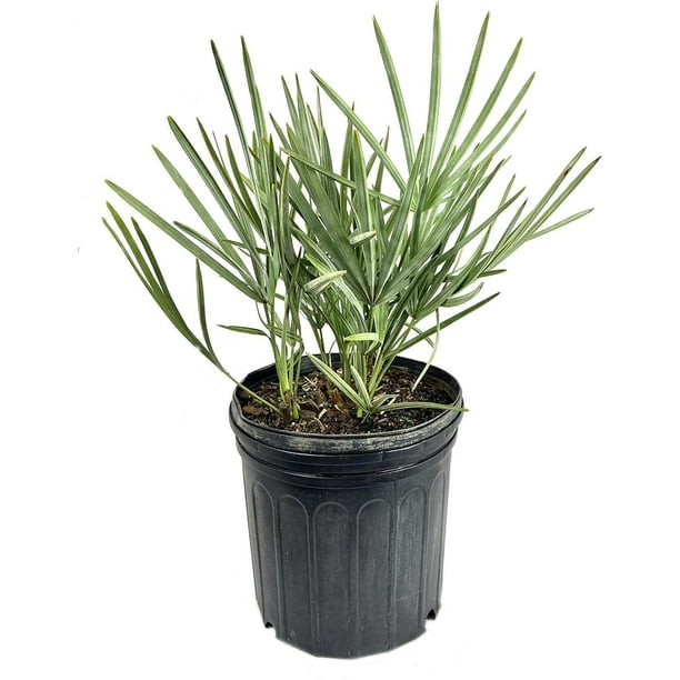 Silver Saw Palmetto - 3 Live Plants in 4 Inch Growers Pots - Serenoa ...