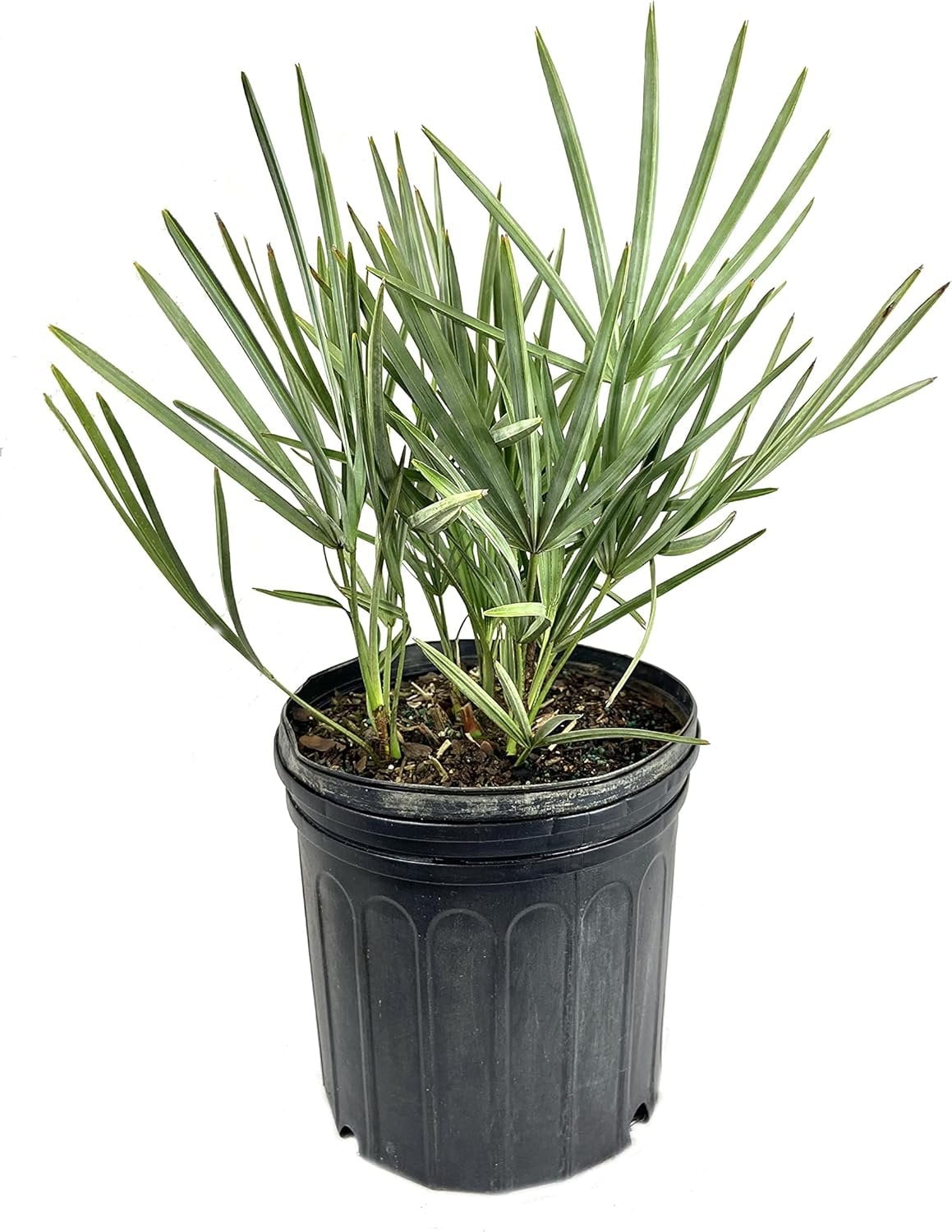 Silver Saw Palmetto - Live Plant in a 10 Inch Growers Pot - Serenoa ...