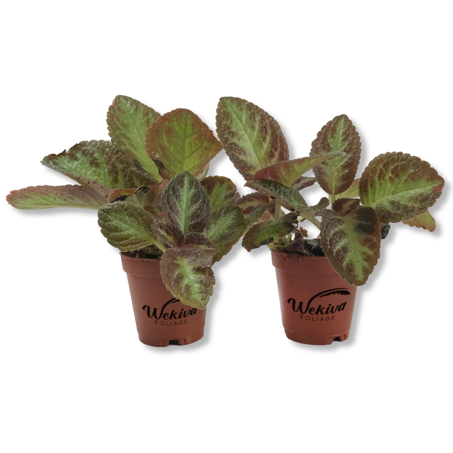 Silver Screen Episcia - 2 Live Starter Plants in 2 Inch Pots ...