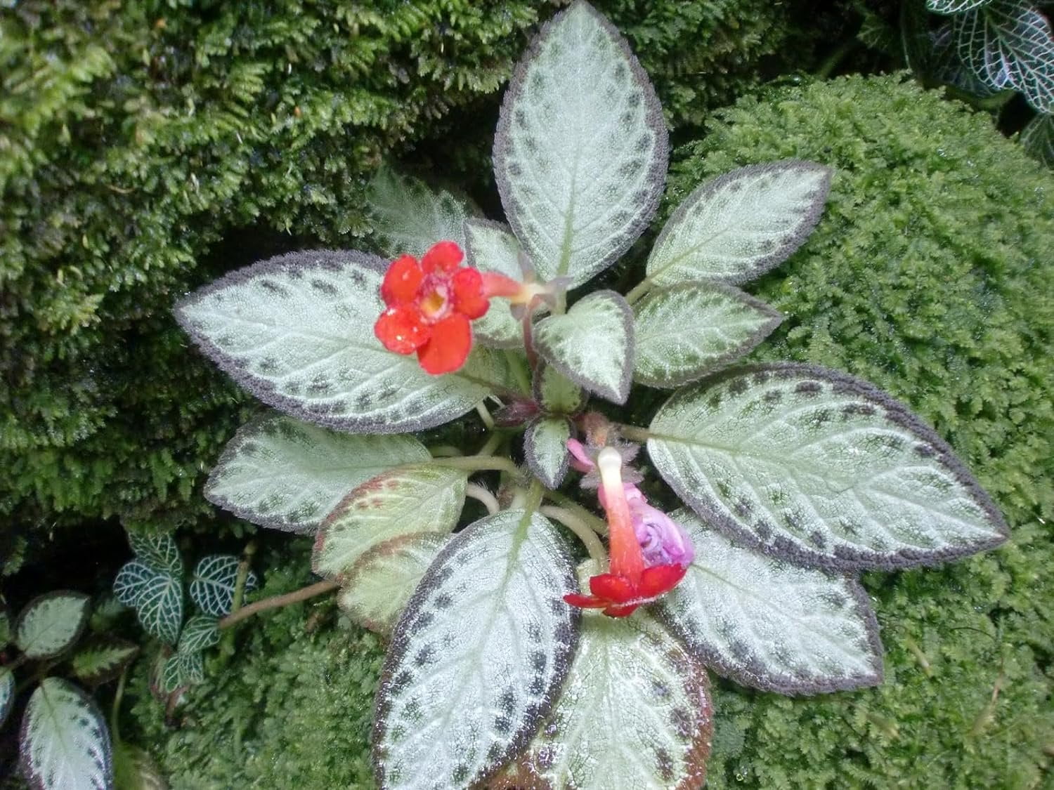Silver Screen Episcia - 2 Live Starter Plants in 2 Inch Pots ...