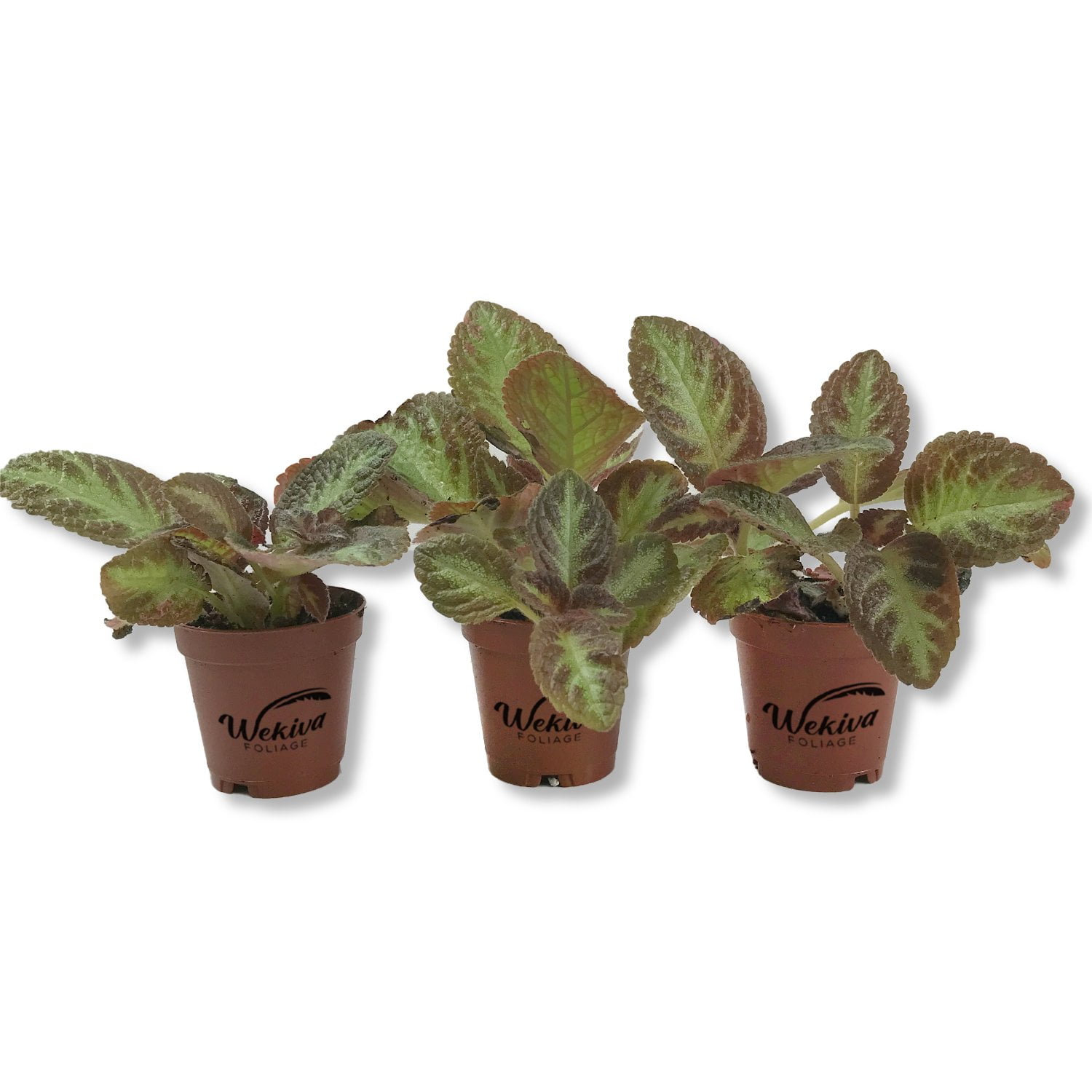 Silver Screen Episcia - 3 Live Starter Plants in 2 Inch Pots ...
