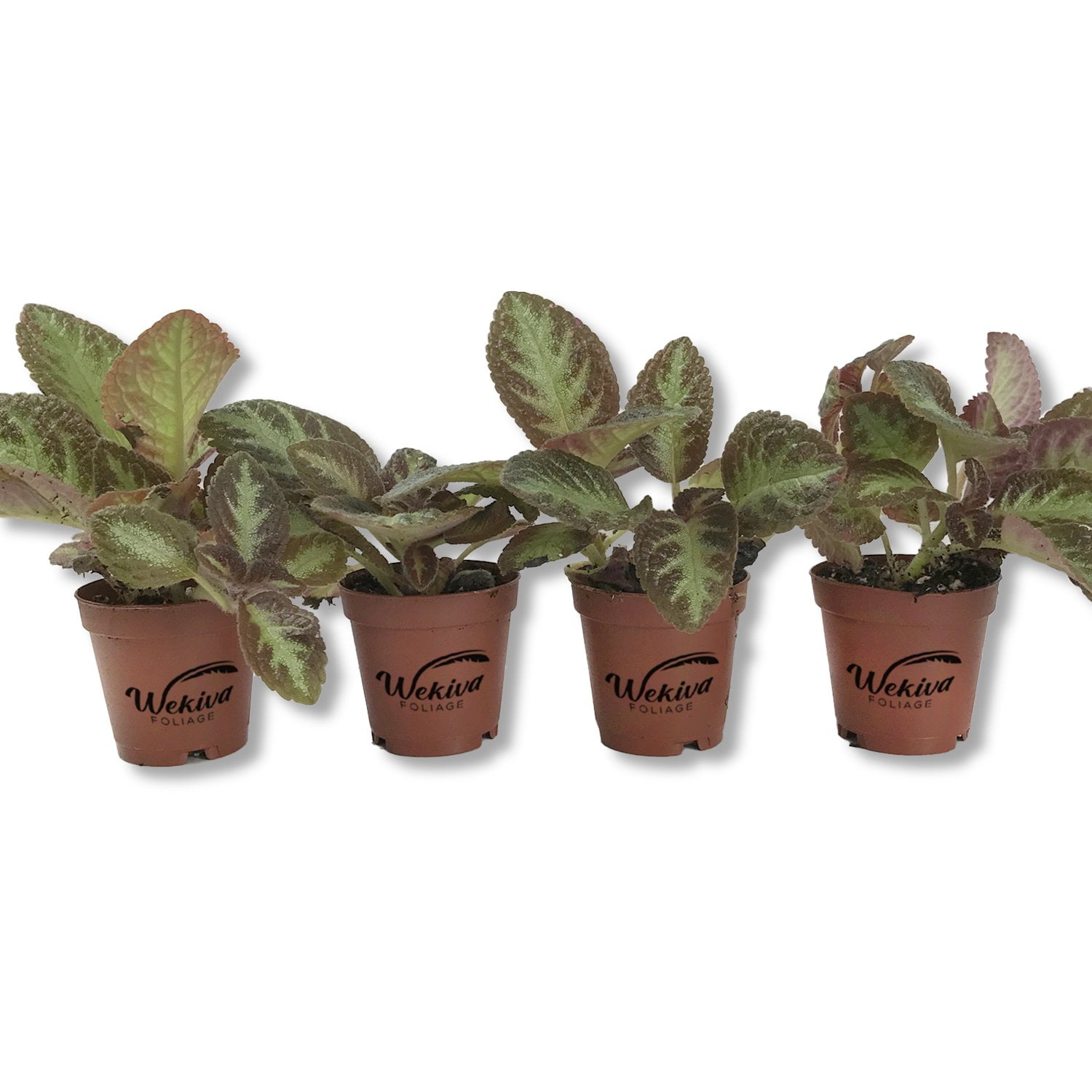 Silver Screen Episcia - 4 Live Starter Plants in 2 Inch Pots ...