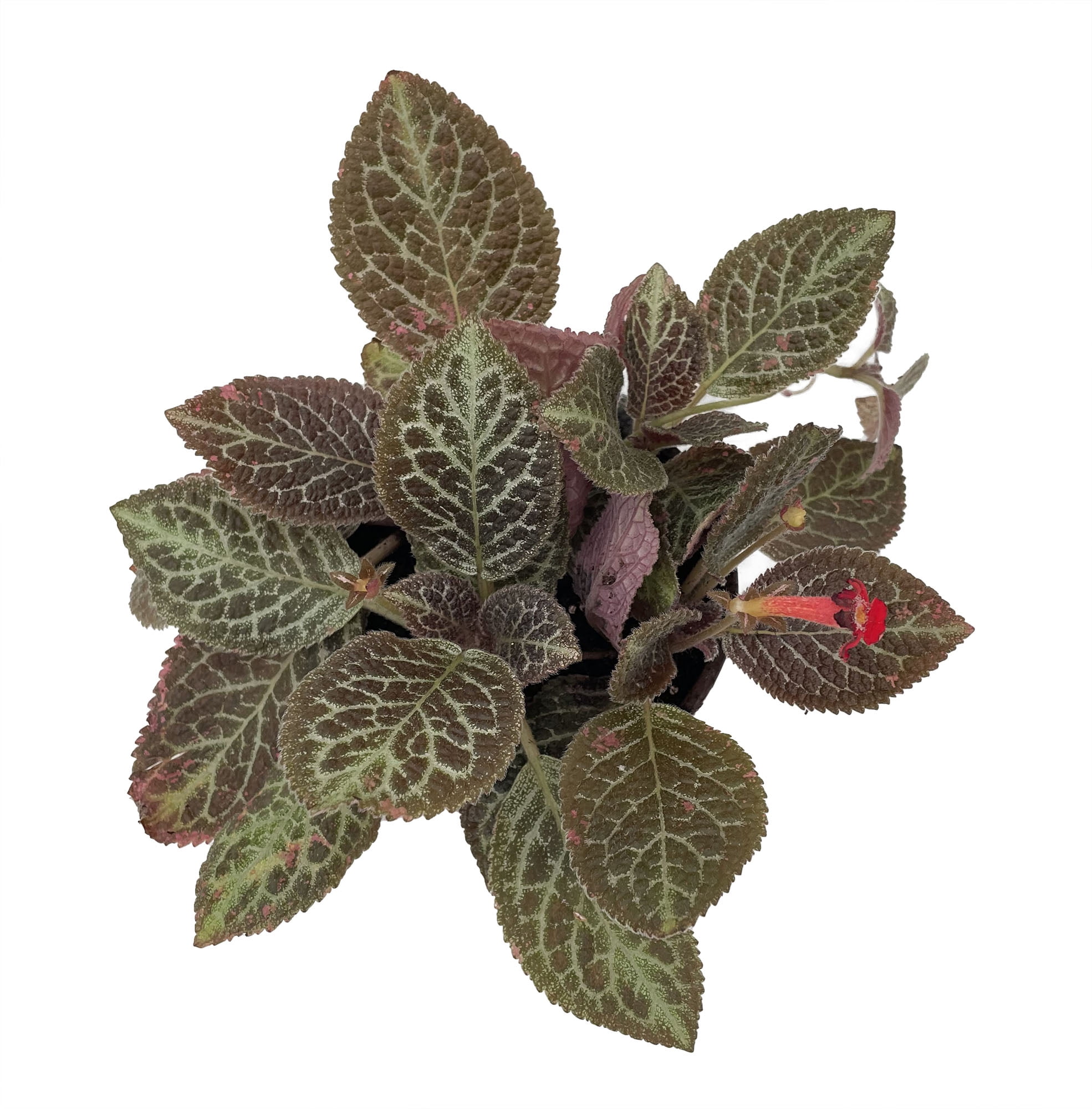 Silver Skies Trailing Flame Violet - Episcia - 4" Pot - Walmart.com