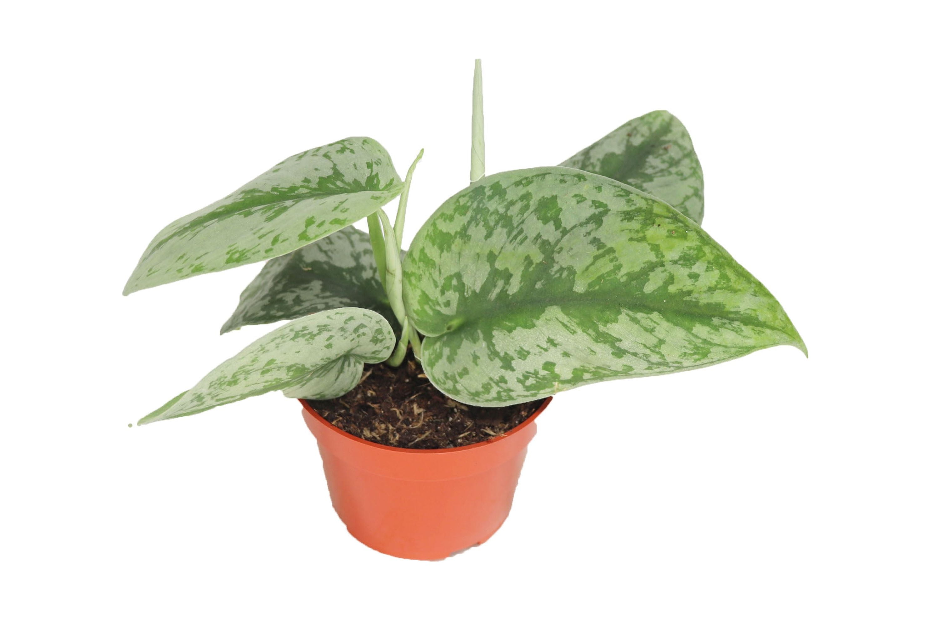 California Tropicals Live Potted Indoor Silver Splash Pothos - 4 ...