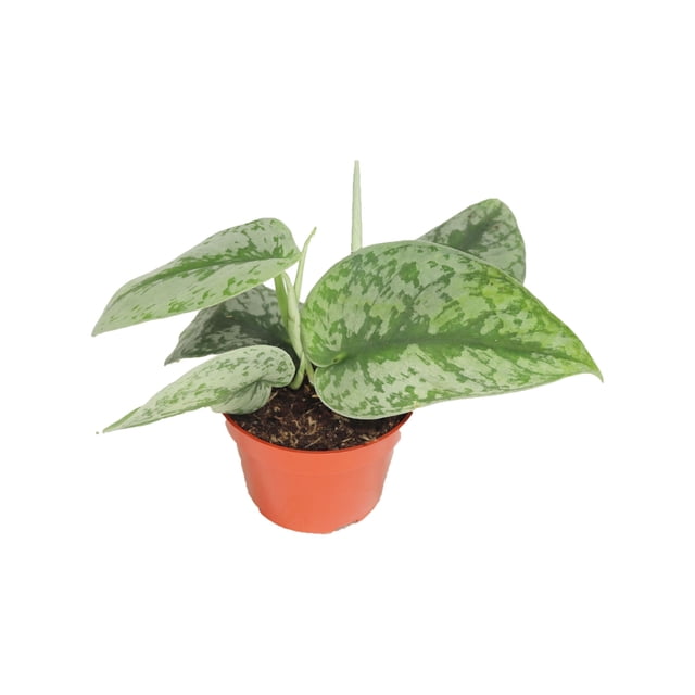Silver Splash Pothos - 4" from California Tropicals - Walmart Business ...