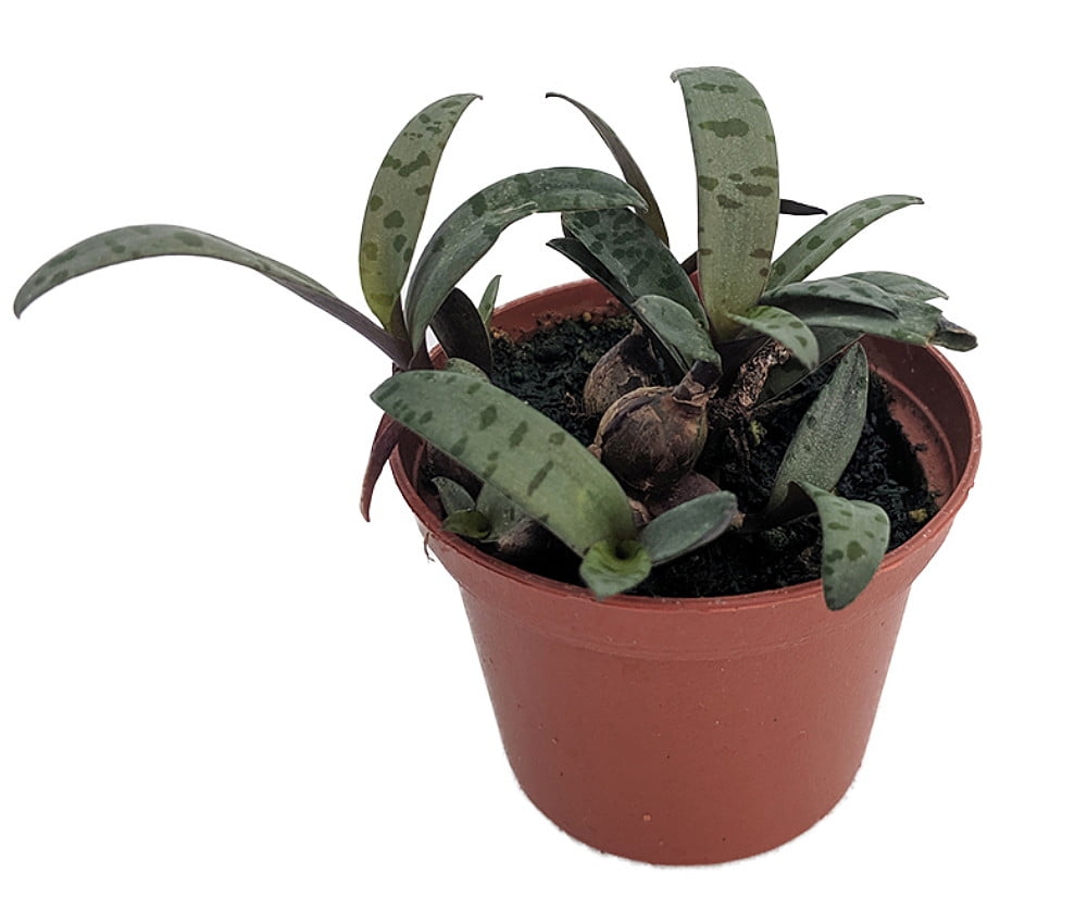 Silver Squill/Leopard Plant - Ledebouria socialis - 2.5" Pot - Easy ...