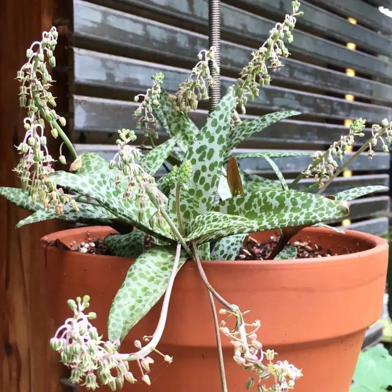 Silver Squill Live Plant in 3" Pot - Ledebouria Socialis - Leopard Lily ...