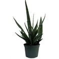 Silver Streak Snake Plant - Sansevieria - Impossible to kill! - 6" Pot ...