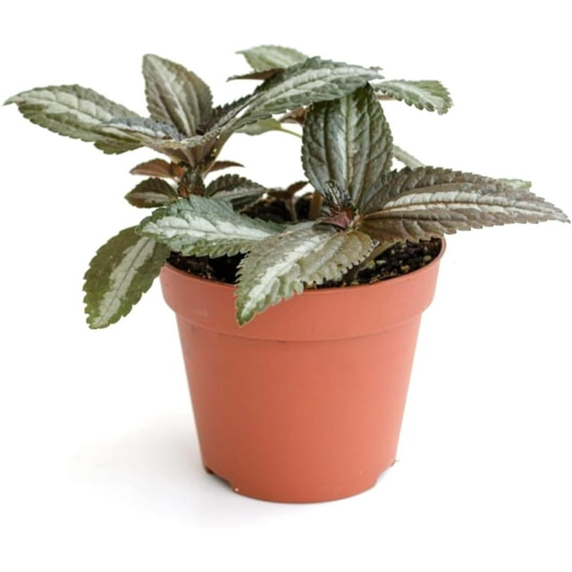 Silver Tree Friendship Plant - Live Plant in a 3 Inch Growers Pot ...