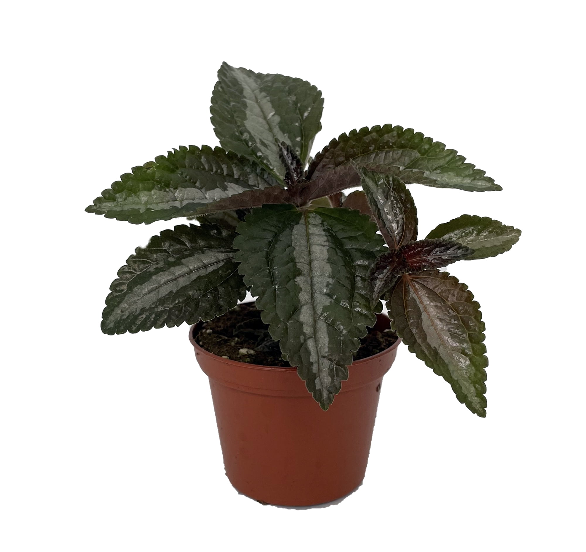 Silver Tree Pilea spruceana - Friendship Plant - 2.5" Pot -Terrarium ...