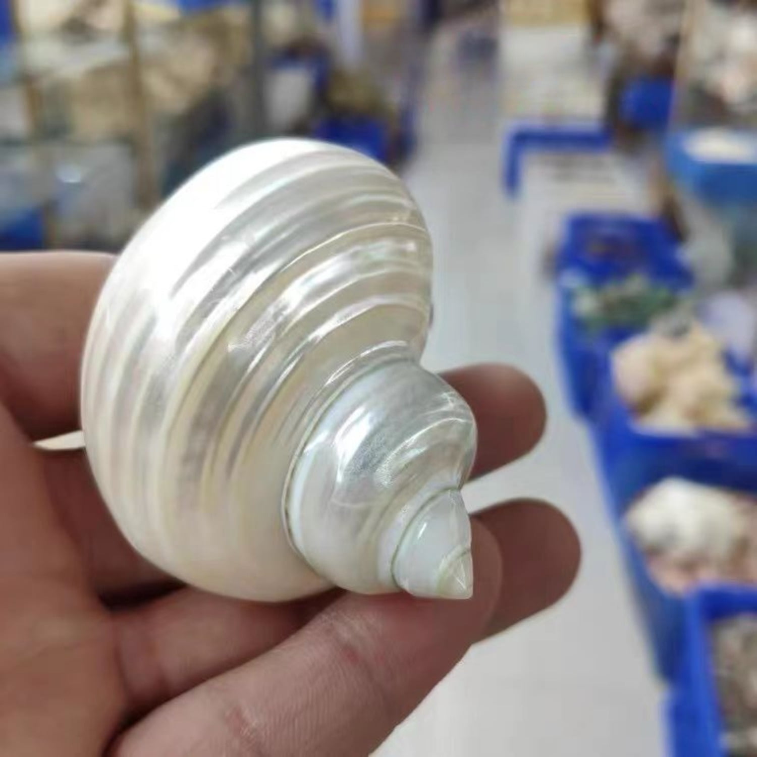 Silver Turbo Conch Shell Hermit Crab Replacement Shell Aquarium Decor ...