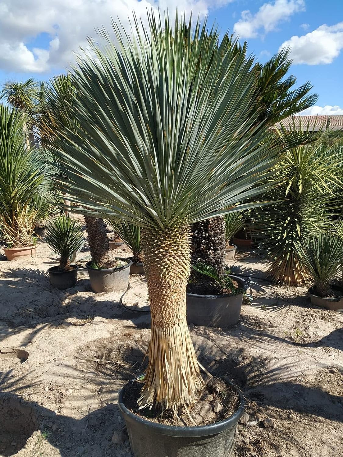 Silver Yucca - Live Plant in a 1 Gallon Growers Pot - Yucca Rostrata ...