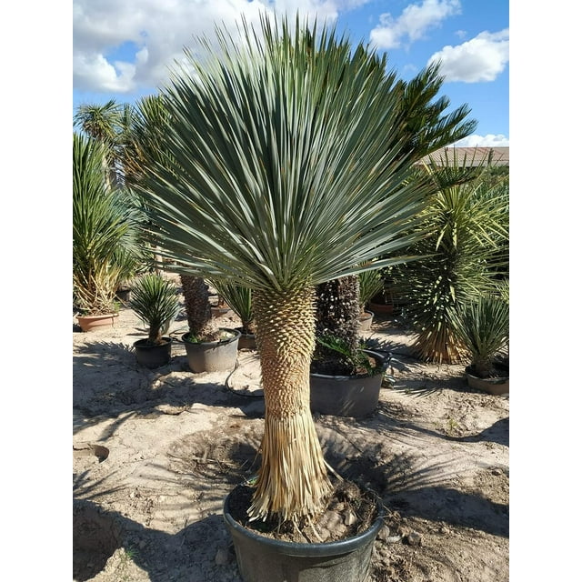 Silver Yucca - Live Plant in a 1 Gallon Growers Pot - Yucca Rostrata ...