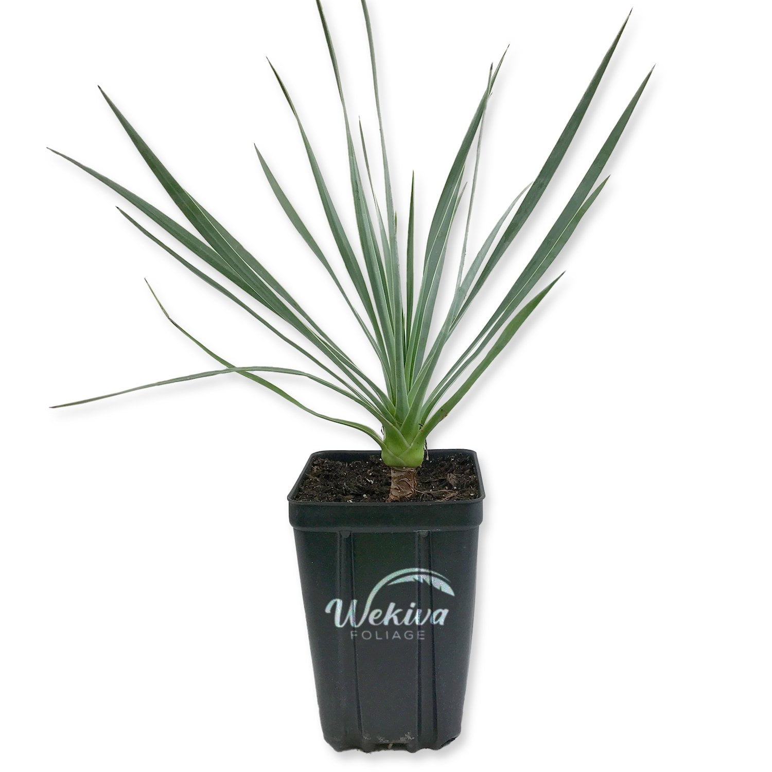 Silver Yucca - Live Plant in a 4 Inch Growers Pot - Starter Plant ...