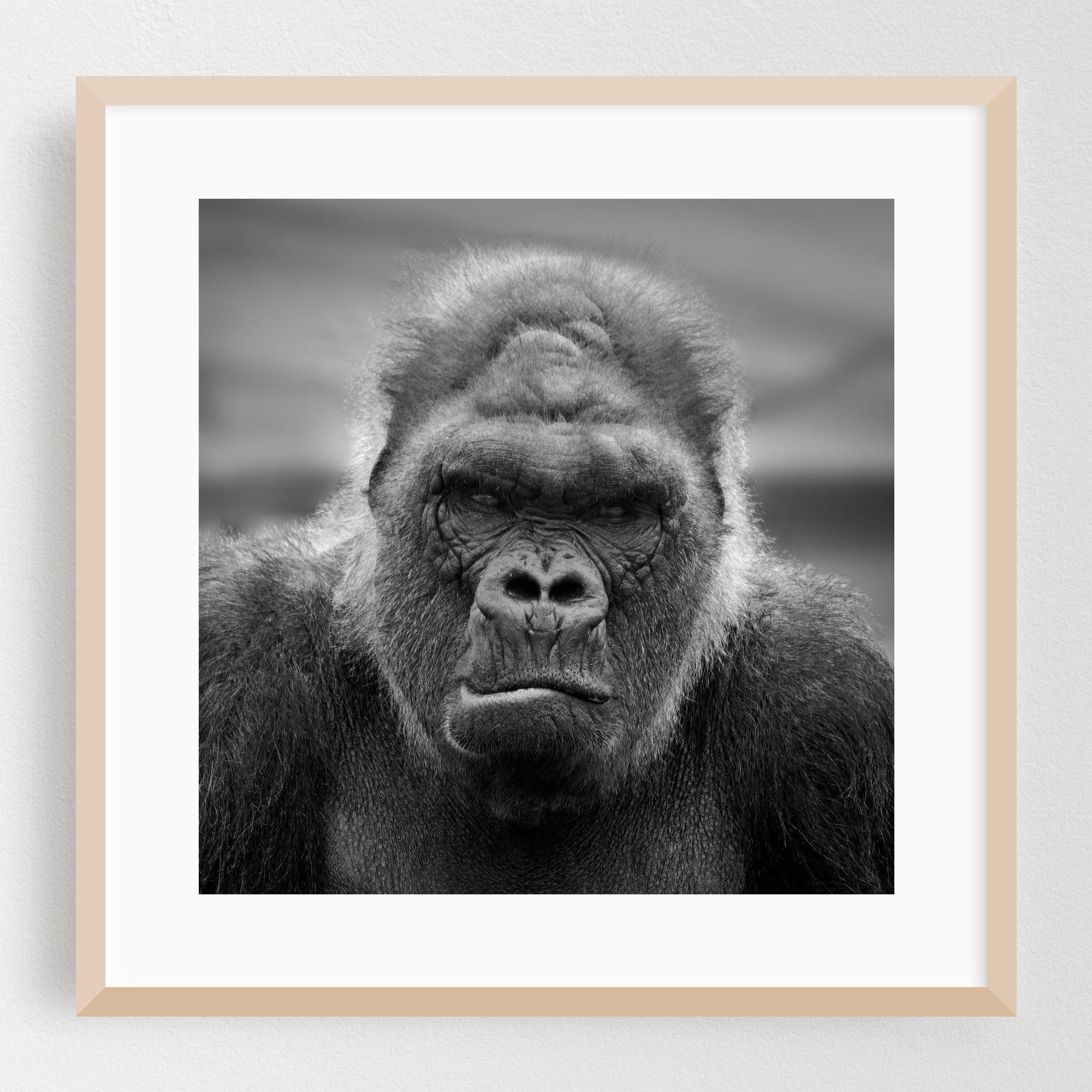 Silverback - Photography Wildlife Black and White Animal Portrait ...