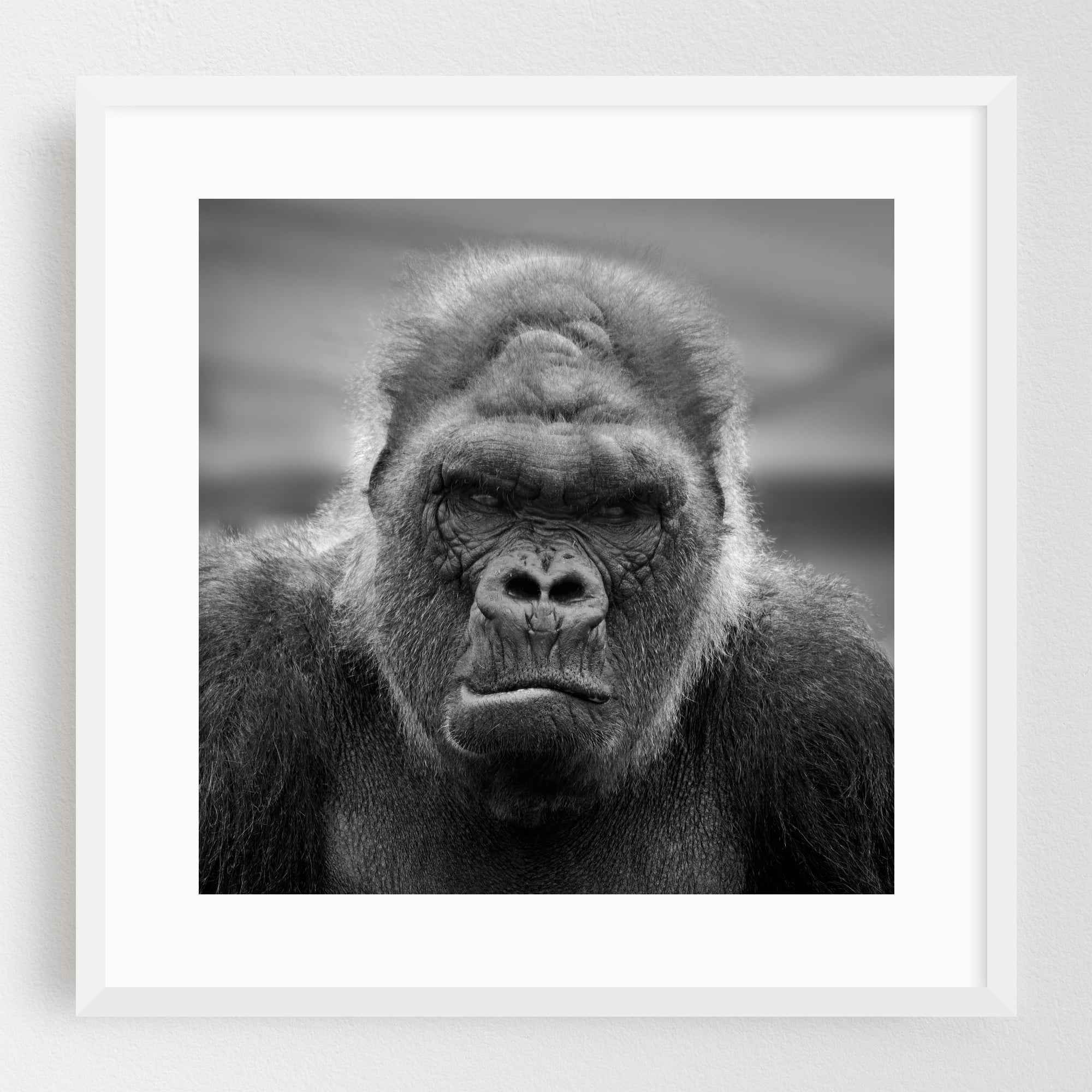 Silverback - Photography Wildlife Black and White Animal Portrait ...