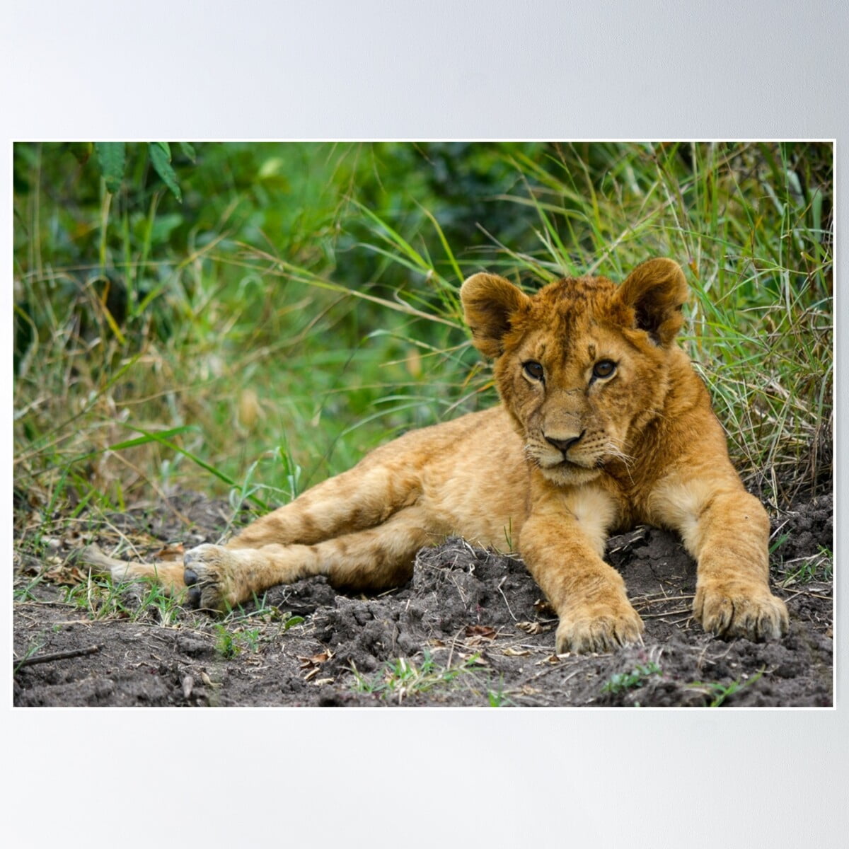 Simba - The Little Prince Of The Jungle! Poster Wall Art, Modern Wall ...