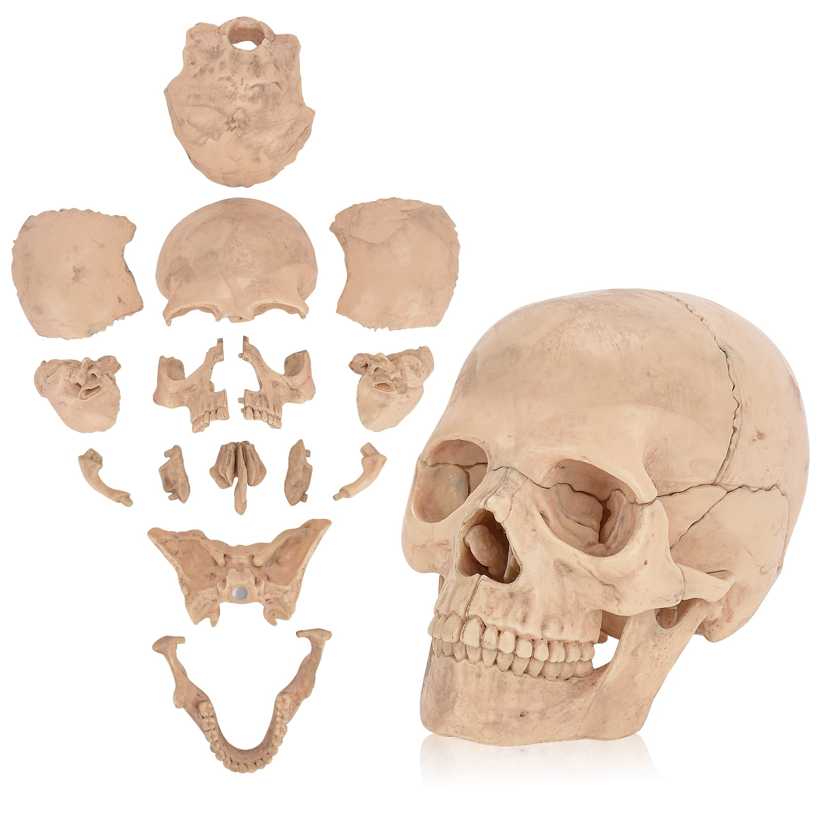 Simedutech Mini Skull Model Small Size Human Anatomy Skull Model ...