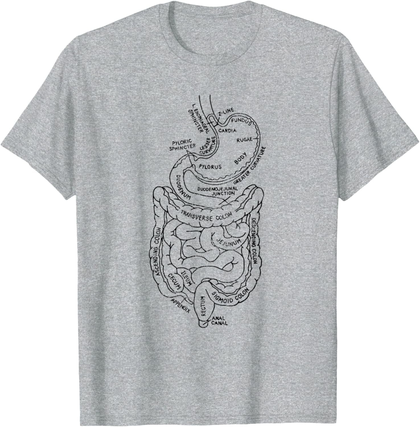 Simple Fit Gi Tract Digestive Tract Anatomy Gi Tract Anatomy Gastroent ...