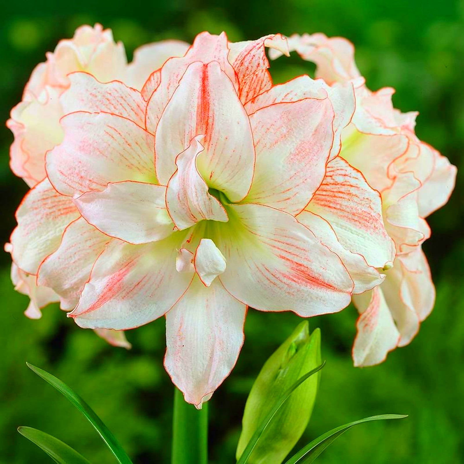 Simple to Grow(Amaryllis for Planting) Professional Indoor or Outdoor ...