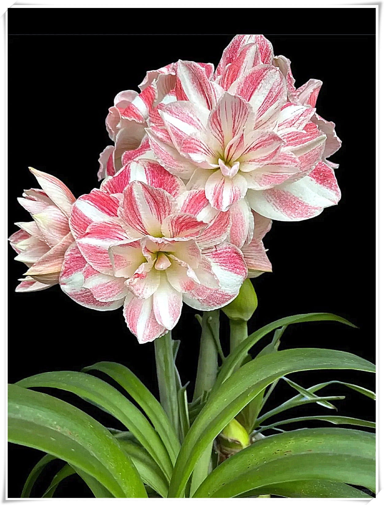 Simple to Grow(Amaryllis for Planting) Professional Indoor or Outdoor ...