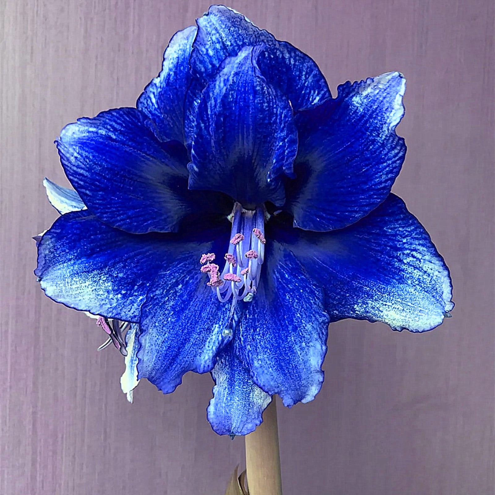 Simple to Grow(Amaryllis for Planting) Professional Indoor or Outdoor ...