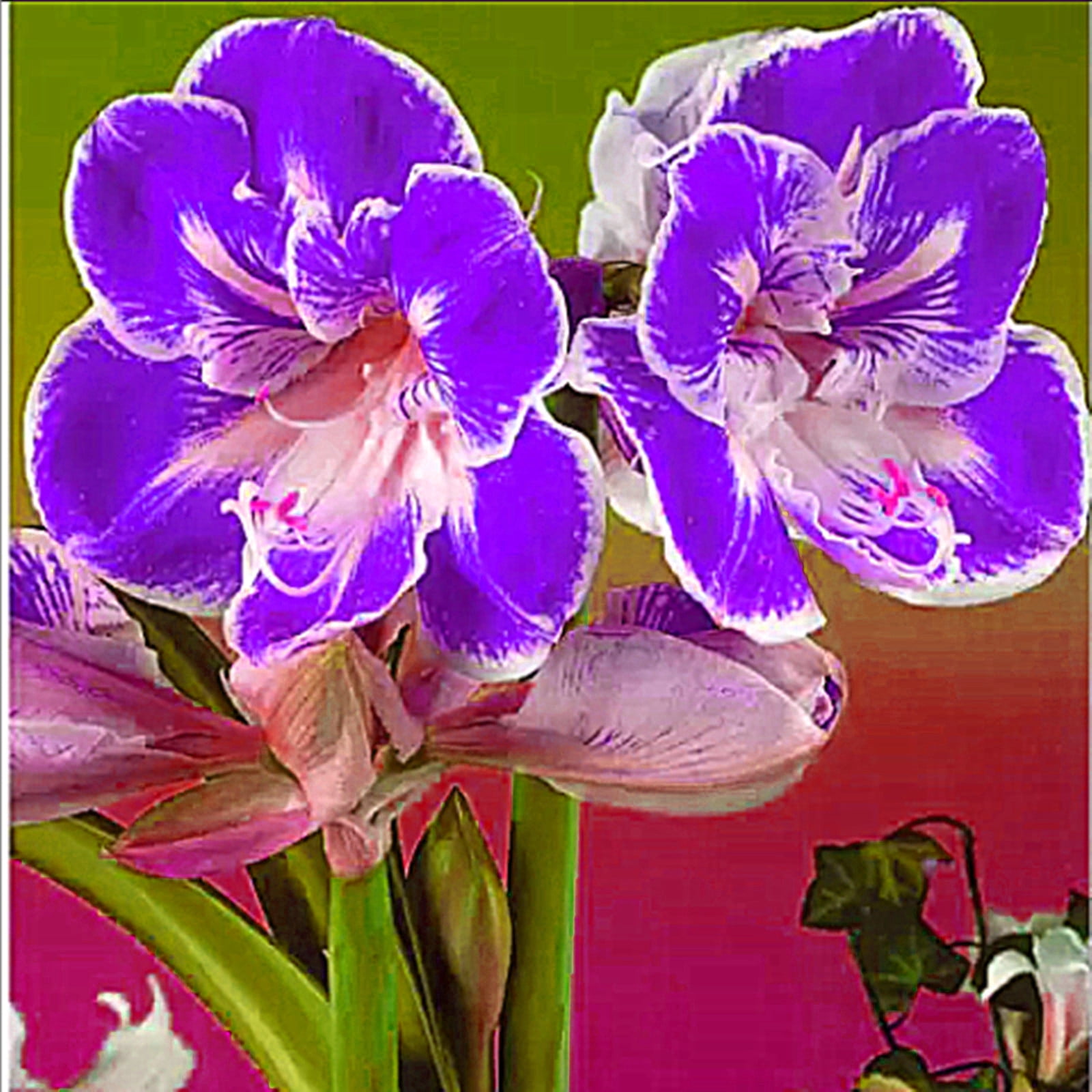 Simple to Grow(Amaryllis for Planting) Professional Indoor or Outdoor ...