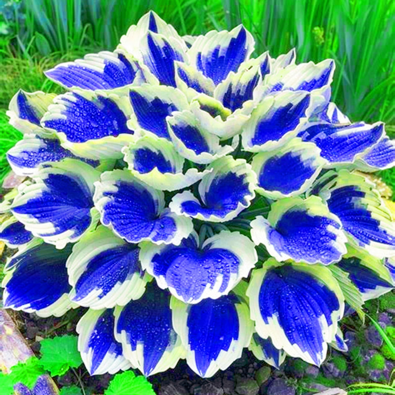 Simple to Grow Beautiful Environment (Hosta)for Gardening and Planting ...