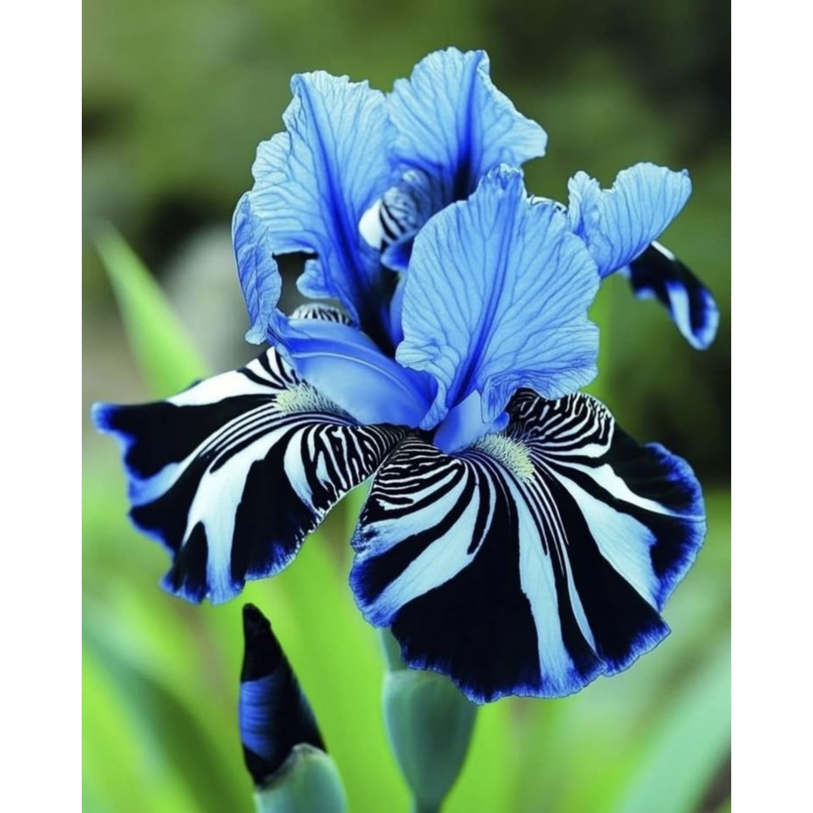 Simple to Grow Pots Iris- Rare Species for sale Ornamental Value Gift ...
