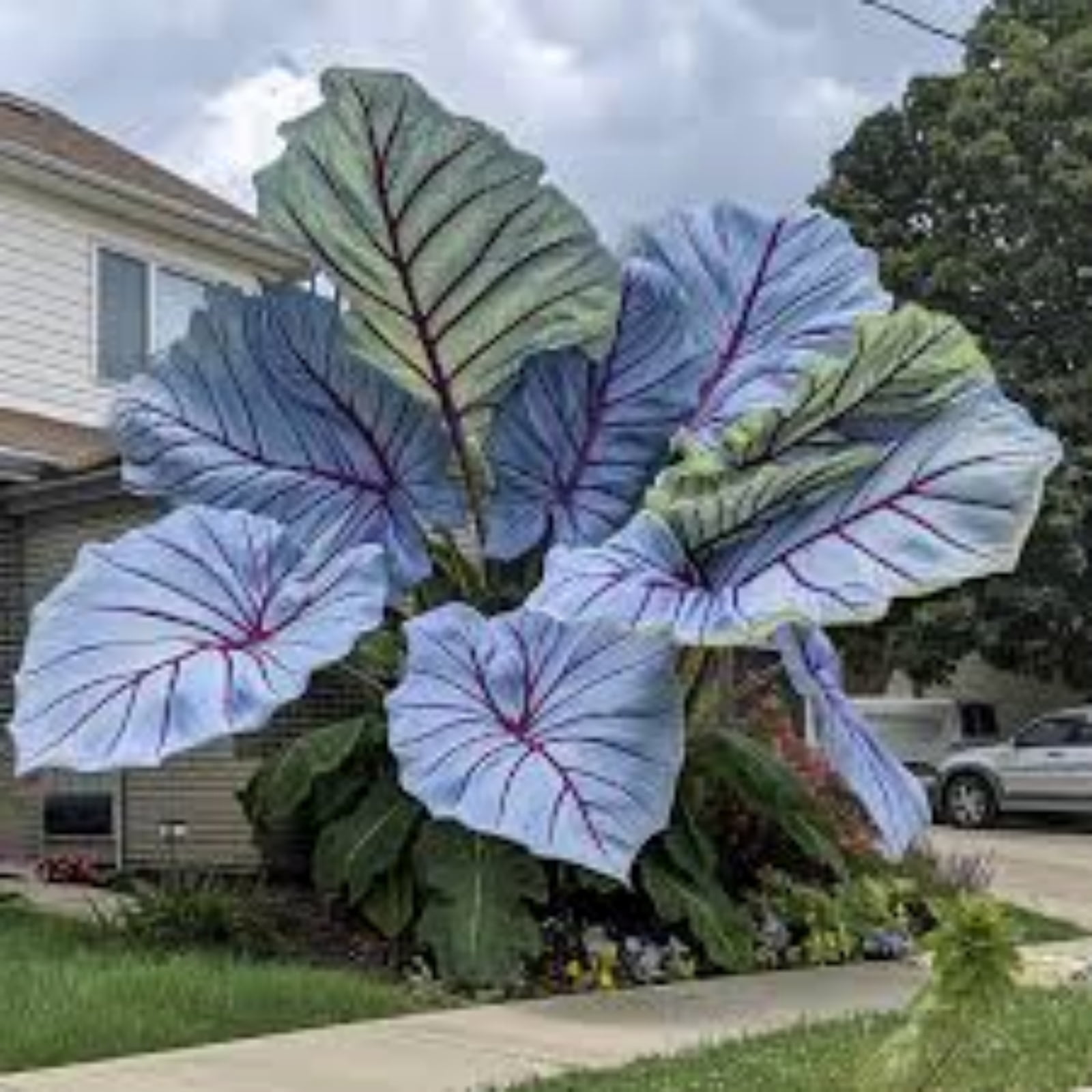 Simple to Grow Premium Garden Stakes, Corners Garden/Elephant ears ...