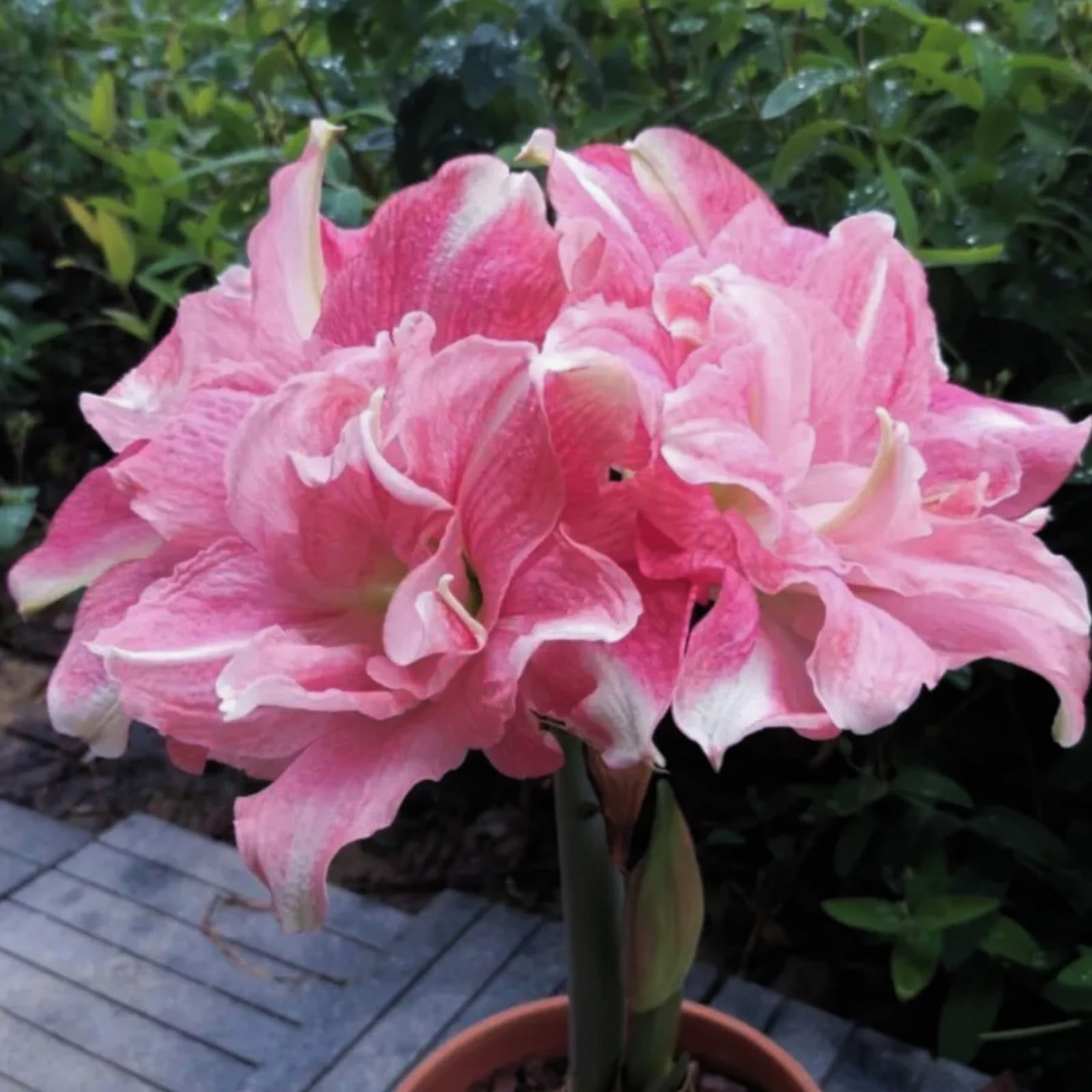 Simple to Grow Tropical Plants Gift for Plant Enthusiasts Highly ...