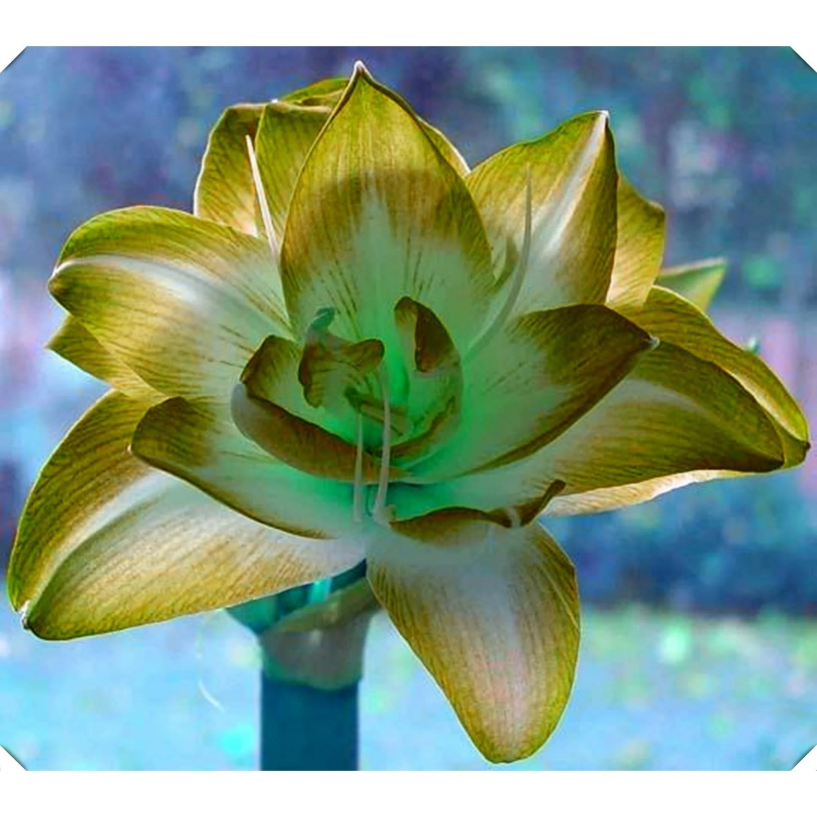 Simple to Grow Tropical Plants Gift for Plant Enthusiasts Highly ...