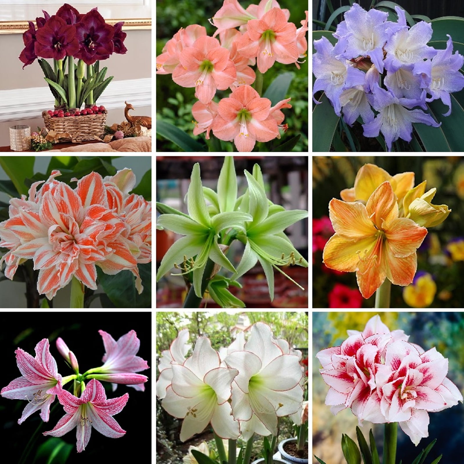 Simple to Grow Tropical Plants Gift for Plant Enthusiasts Highly ...