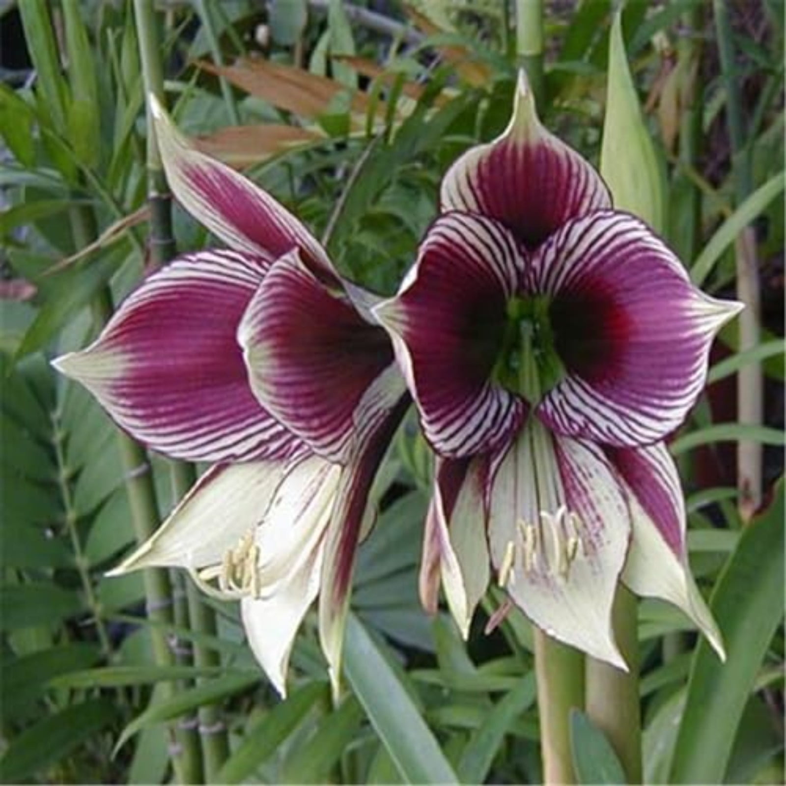 Simple to Grow Tropical Plants Gift for Plant Enthusiasts Highly ...