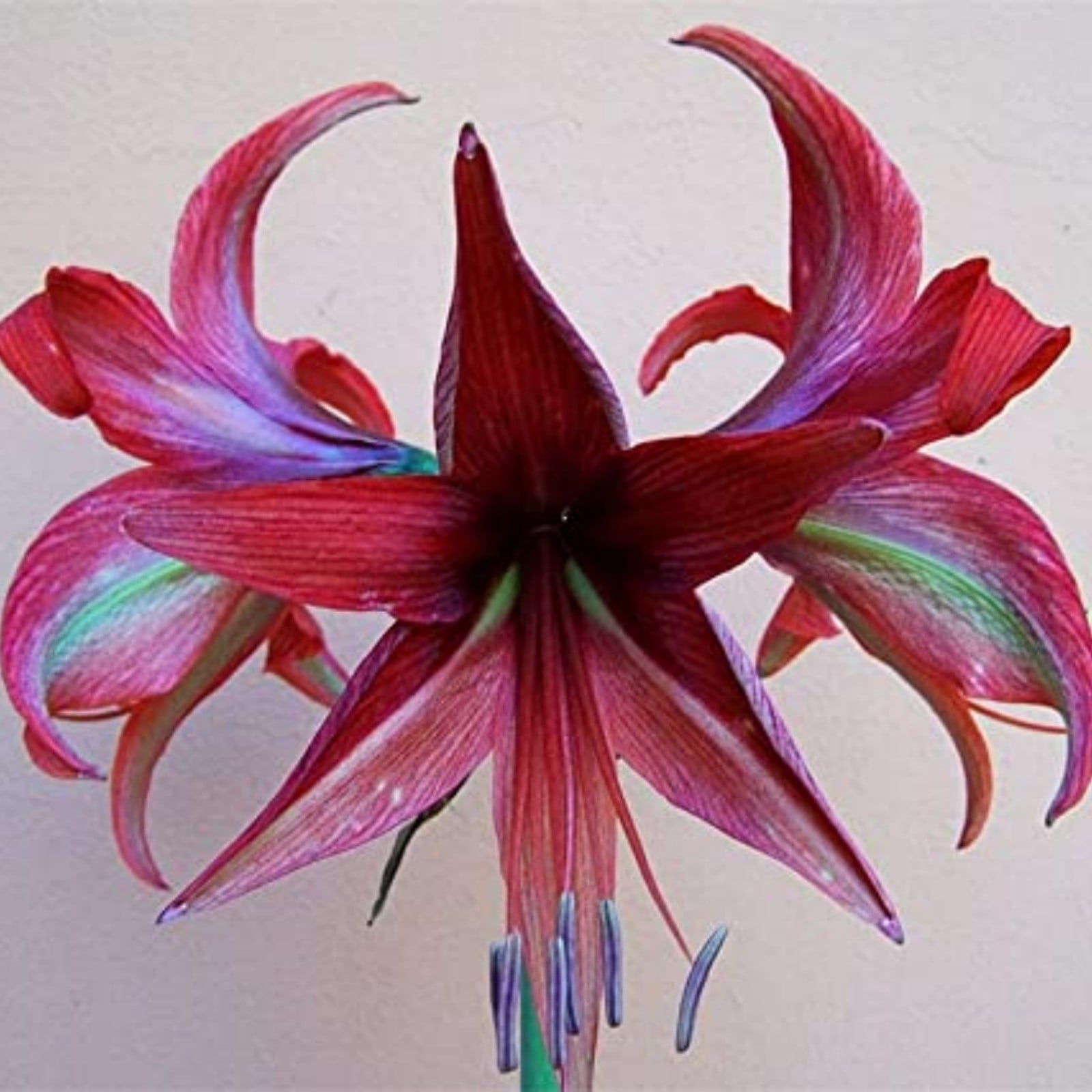 Simple to Grow Tropical Plants Gift for Plant Enthusiasts Highly ...