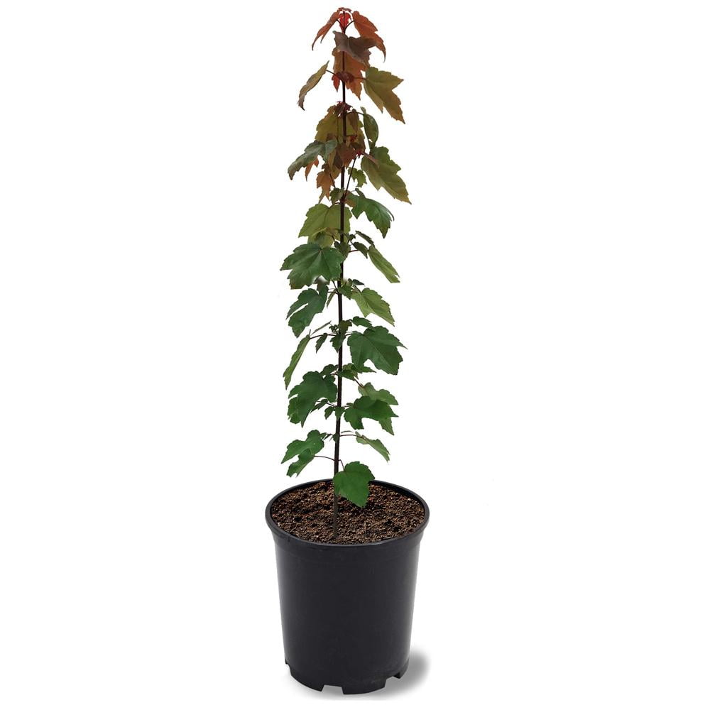 Expert Gardener 1-2 ft. tall Summer Red Maple Live Tree in 1-Gallon ...