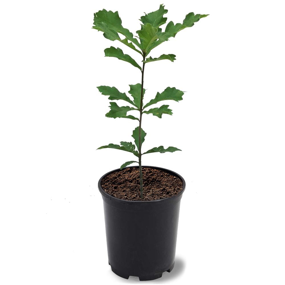 Expert Gardener 1-2 ft. tall Swamp White Oak Live Tree in 1-Gallon ...