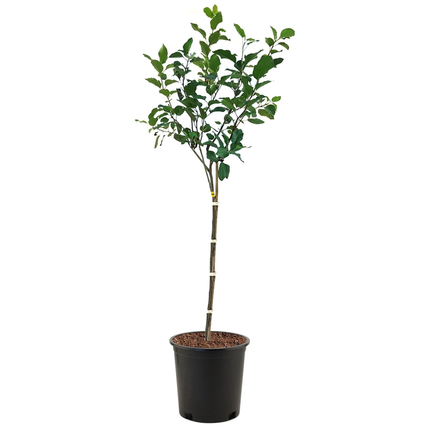 Expert Gardener 2-3 ft. tall Anna Apple Live Tree in 5-Gallon Grower ...