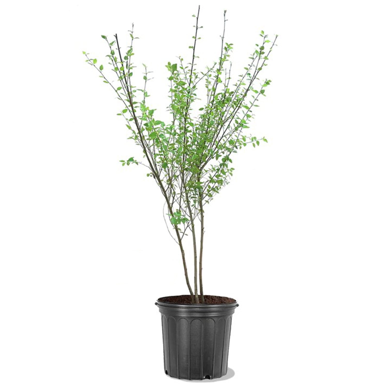 Expert Gardener 2-3 ft tall Dura Heat River Birch Live Tree in 5-Gallon ...