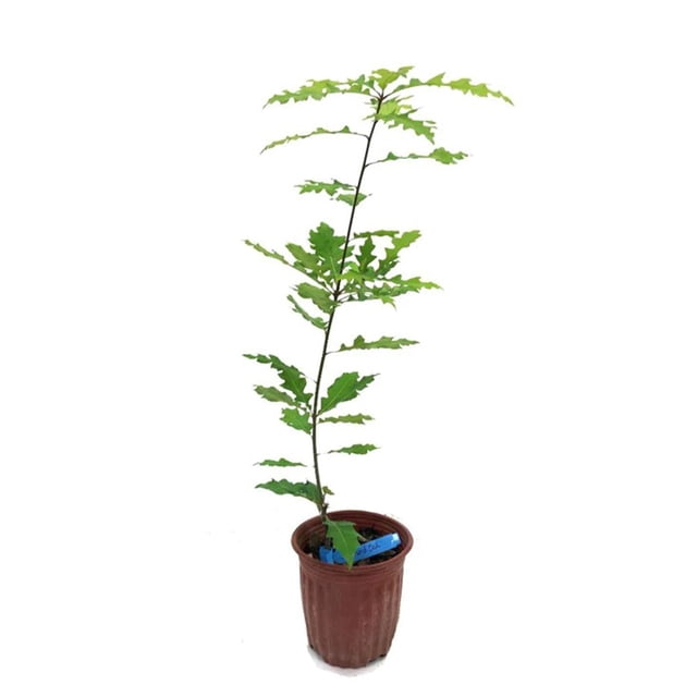 Simpson Nurseries 24" Shumard Oak Tree Live Plant with Pot - Walmart.com