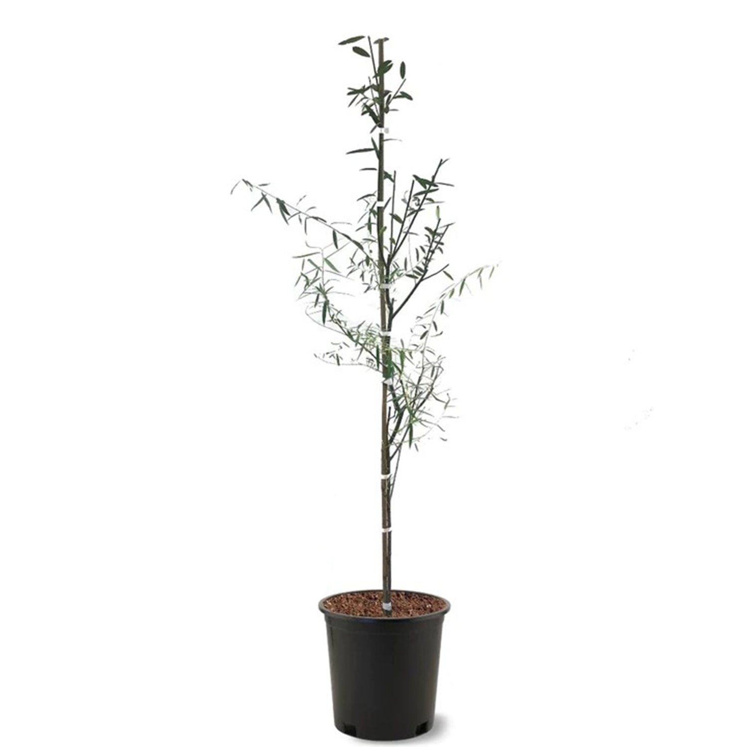 Expert Gardener 24" Weeping Willow Tree Live Plant with Pot - Walmart.com
