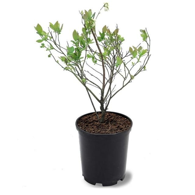 Simpson Nurseries 8" Austin Rabbiteye Blueberry Live Plant with Pot ...