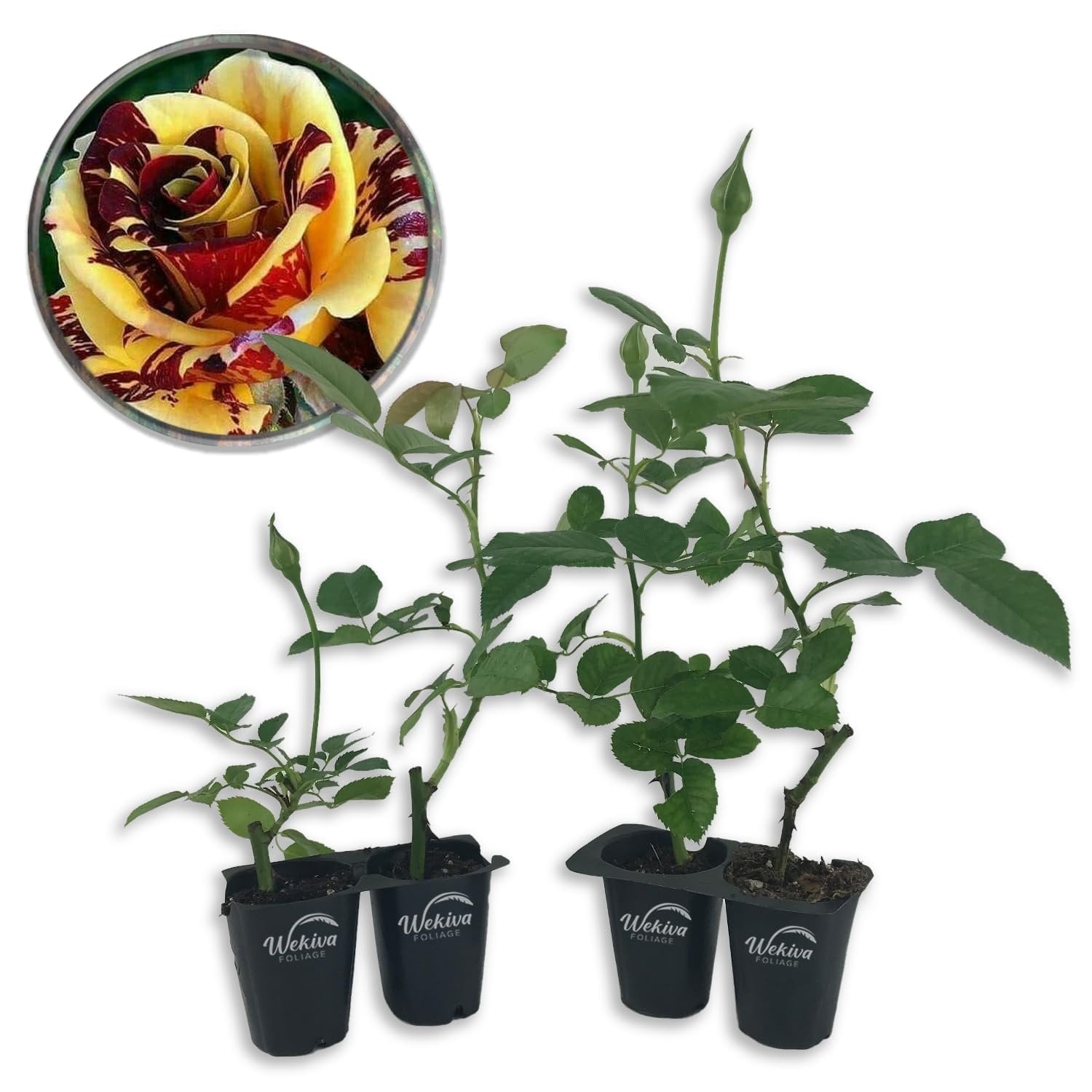 Simsalabim Rose Bush - 4 Live Starter Plants in 2 Inch Growers Pots ...