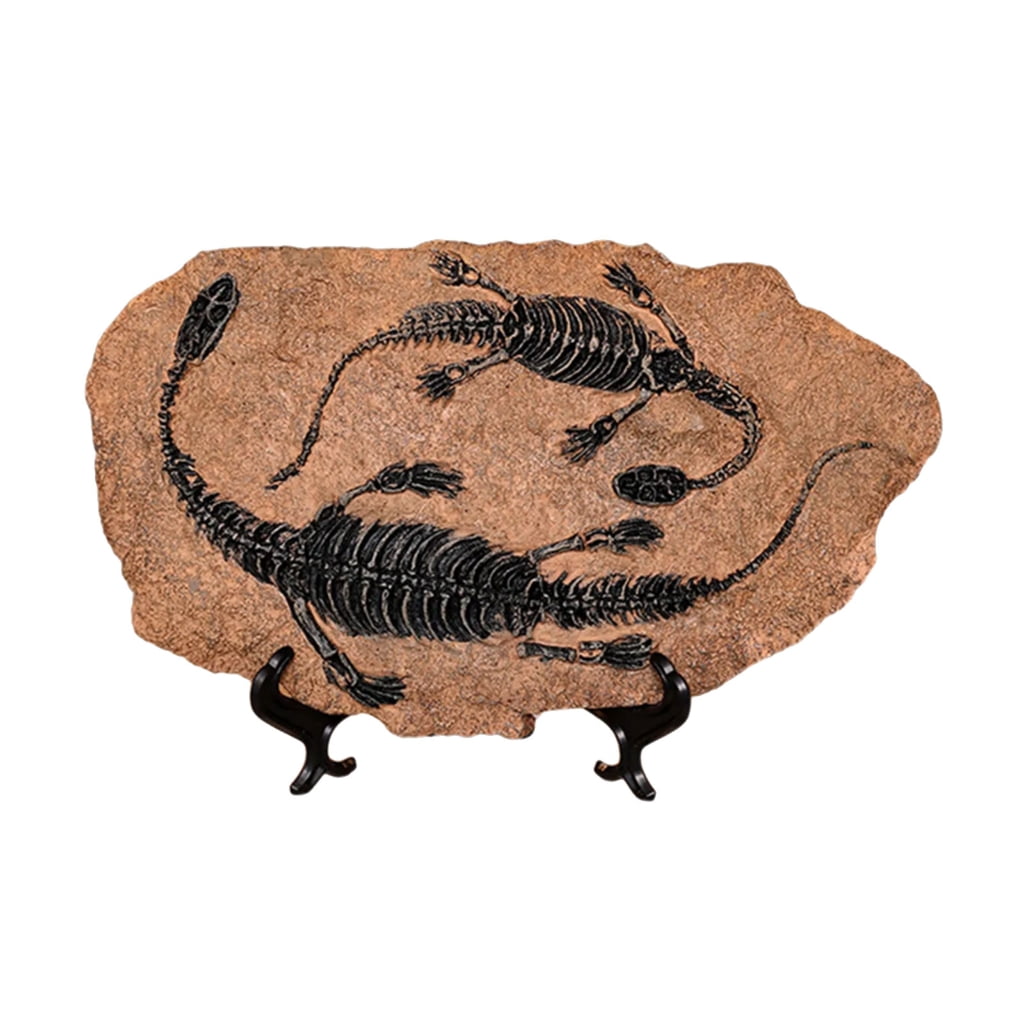 Simulated Dinosaur Skeleton Resins Fossils Statue Model Home Office ...