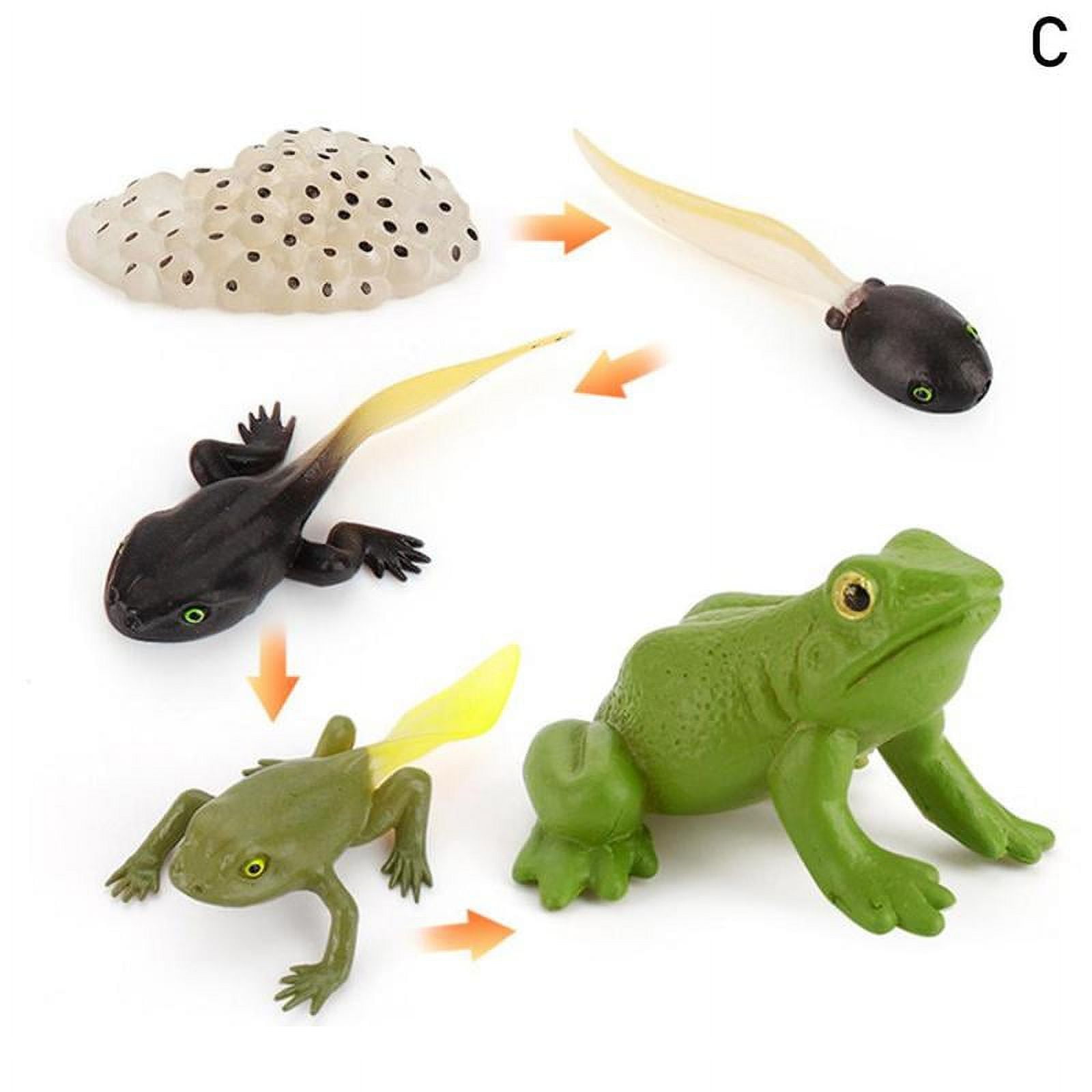 Simulation Animals Life Cycle Figurines, Frog Ant Mosquito Sea Turtle ...
