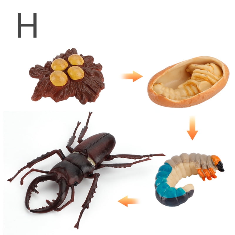 Simulation Life Cycle Animals Model Montessori Toy Children Insect ...