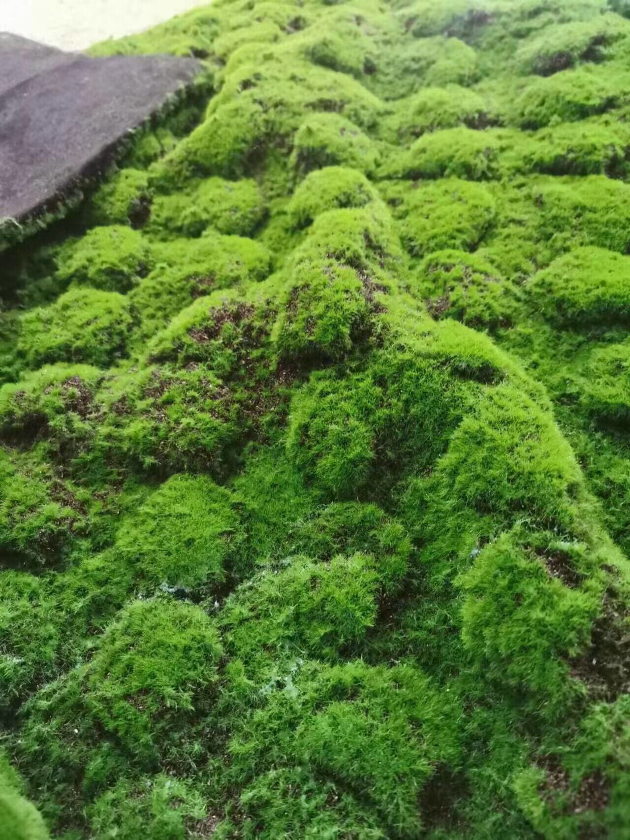 Simulation moss lawn skin planting simulation turf lawn Moss stone ...